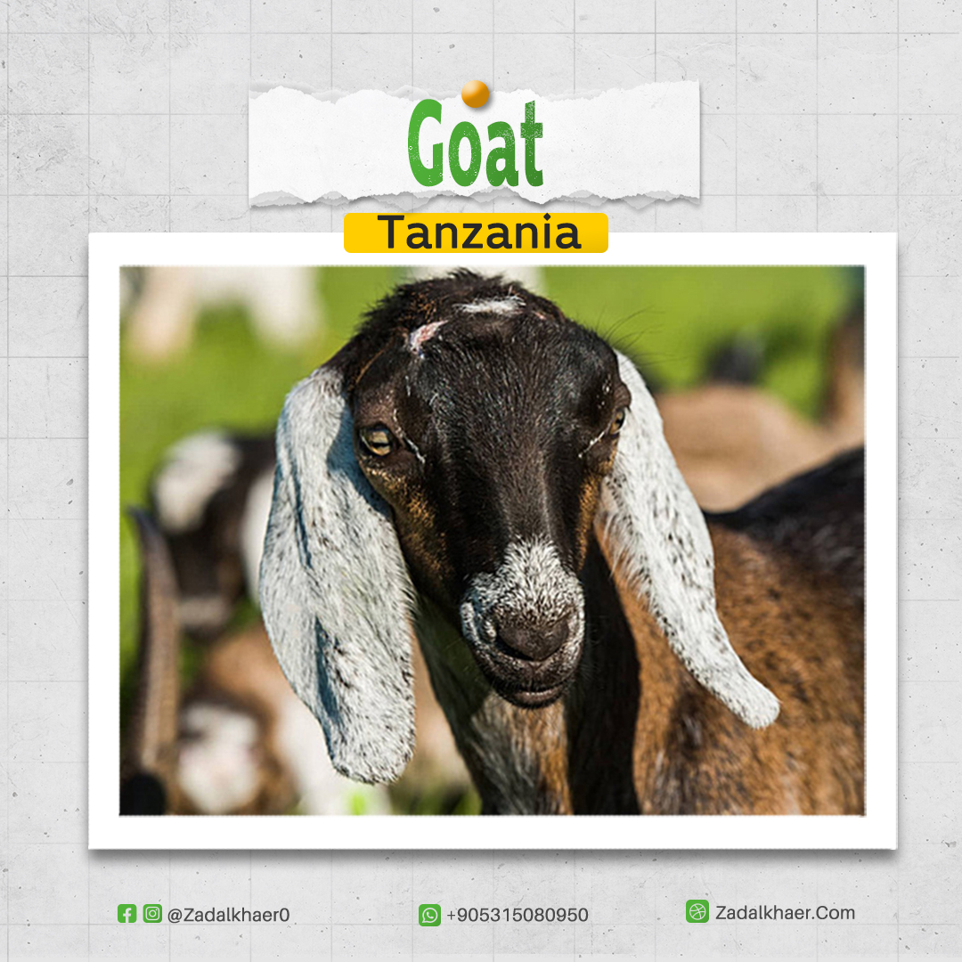 Goat In Tanzania - Zad Al Khair Foundation