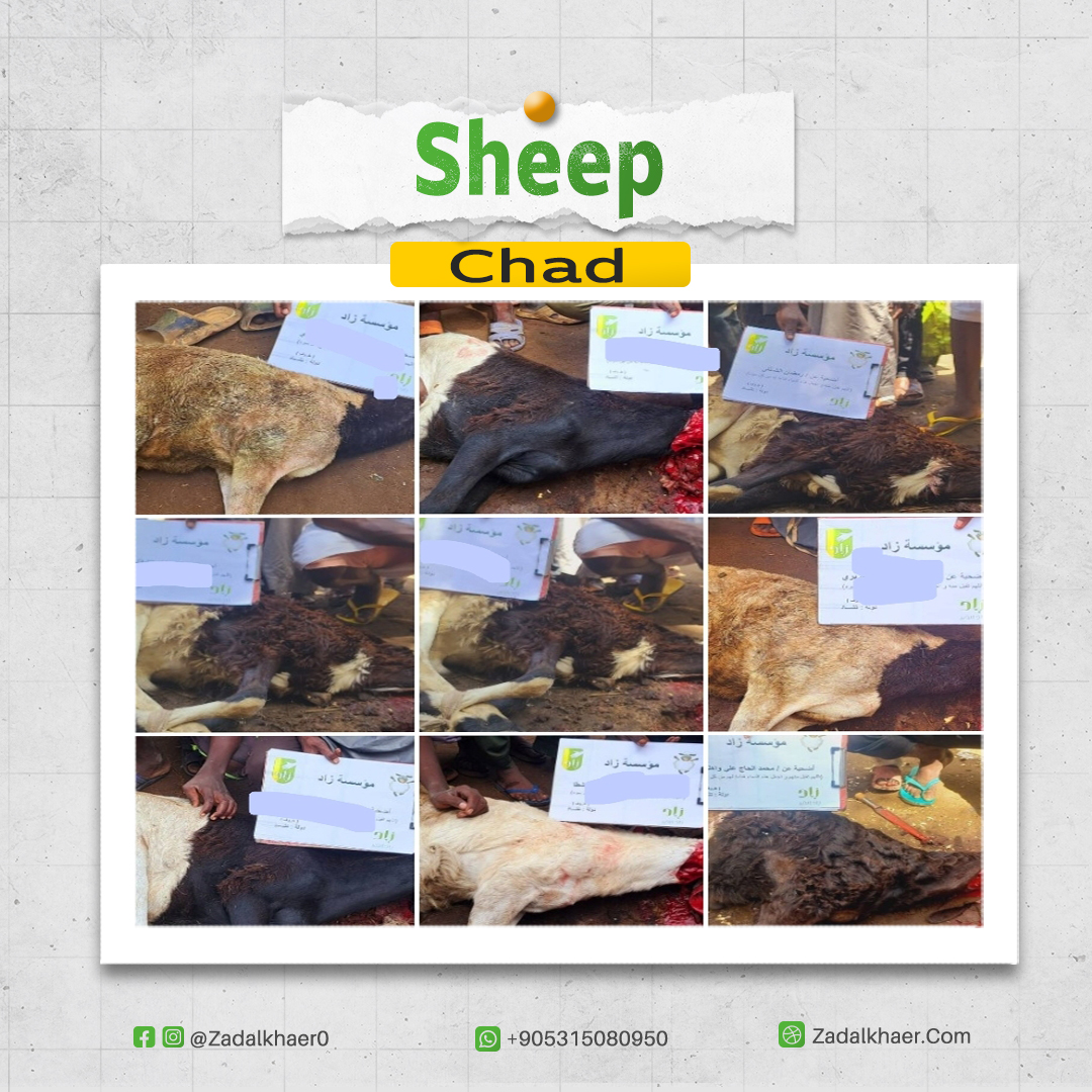 Sheep In Chad - Zad Al Khair Foundation