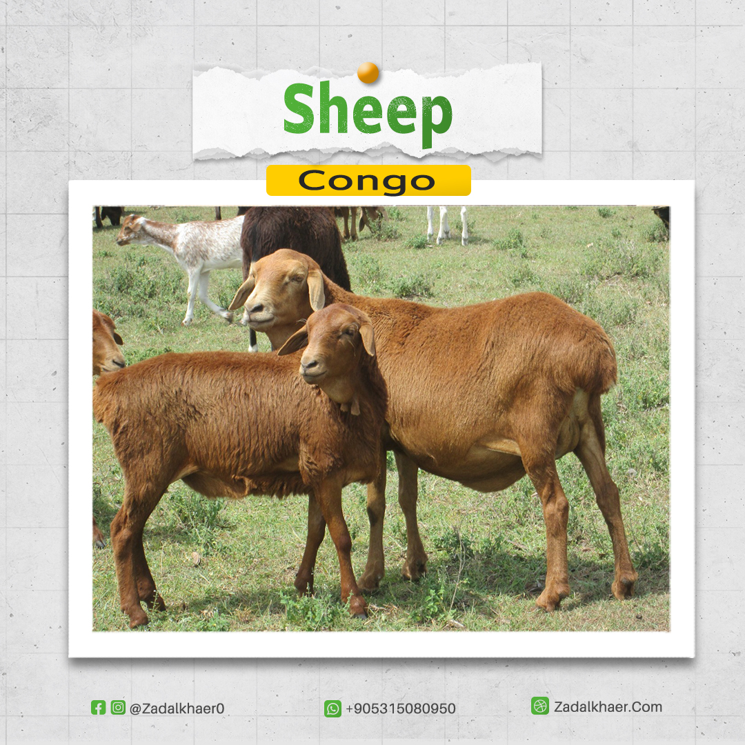 Sheep In Congo - Zad Al Khair Foundation